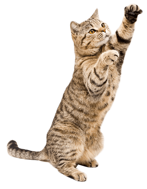 Home - Chico Cat Coalition