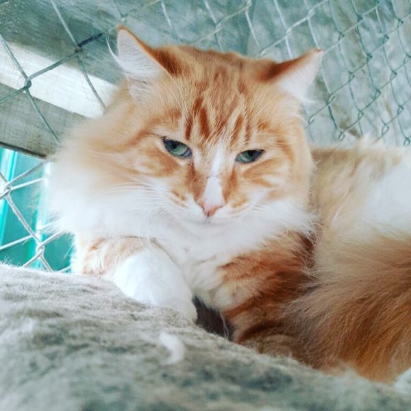 Volunteer - Chico Cat Coalition