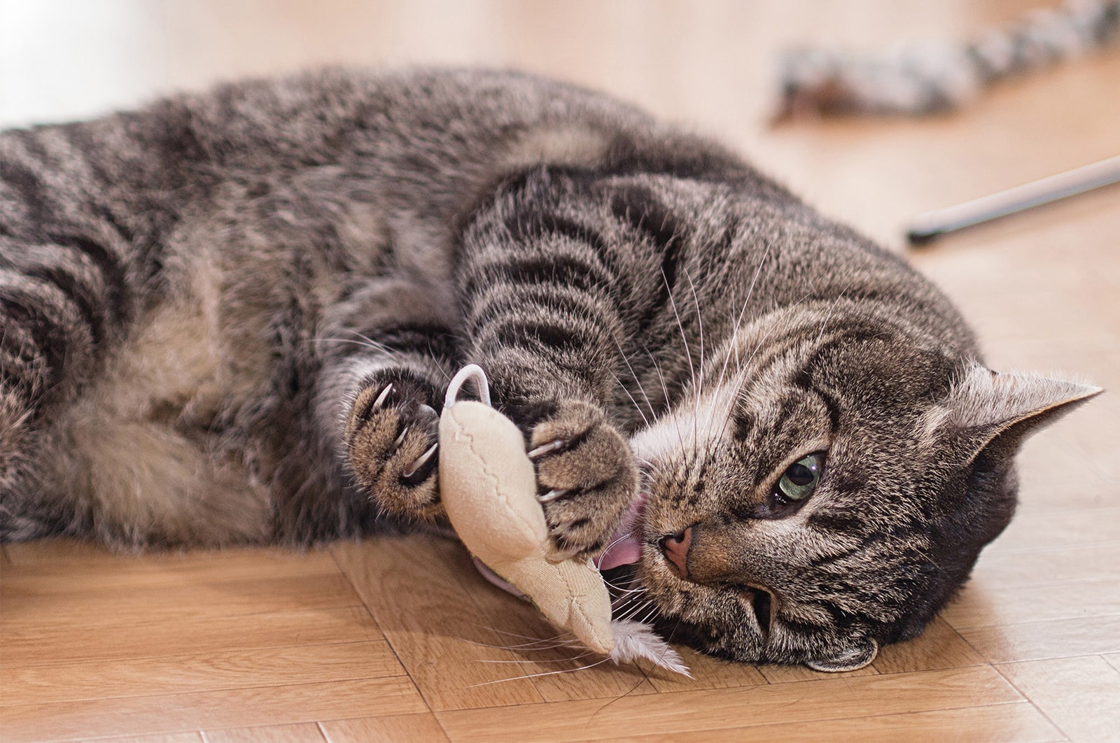 Home - Chico Cat Coalition