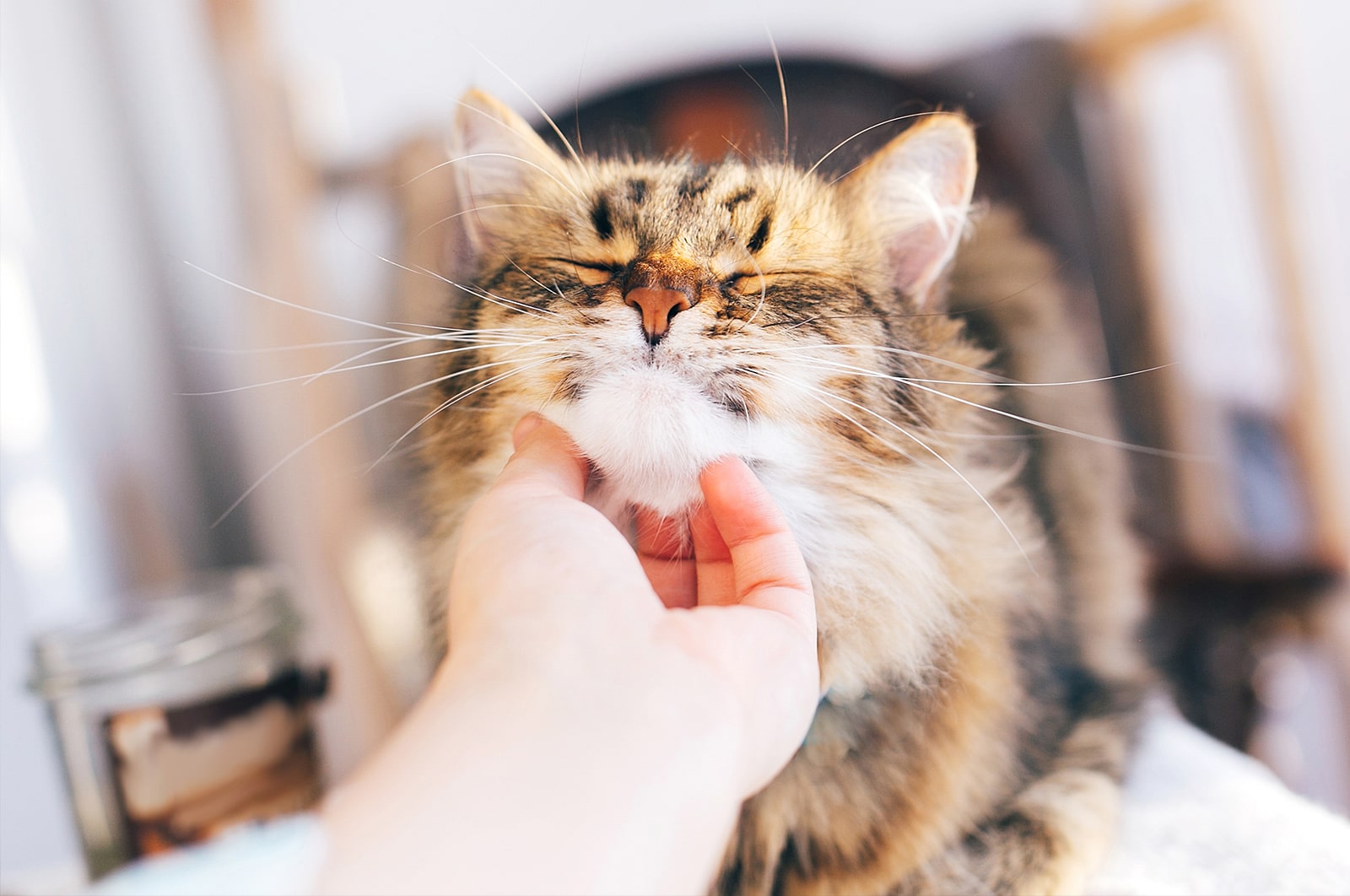 Home - Chico Cat Coalition