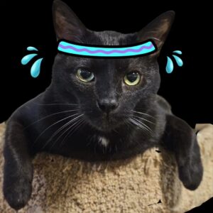 Home - Chico Cat Coalition