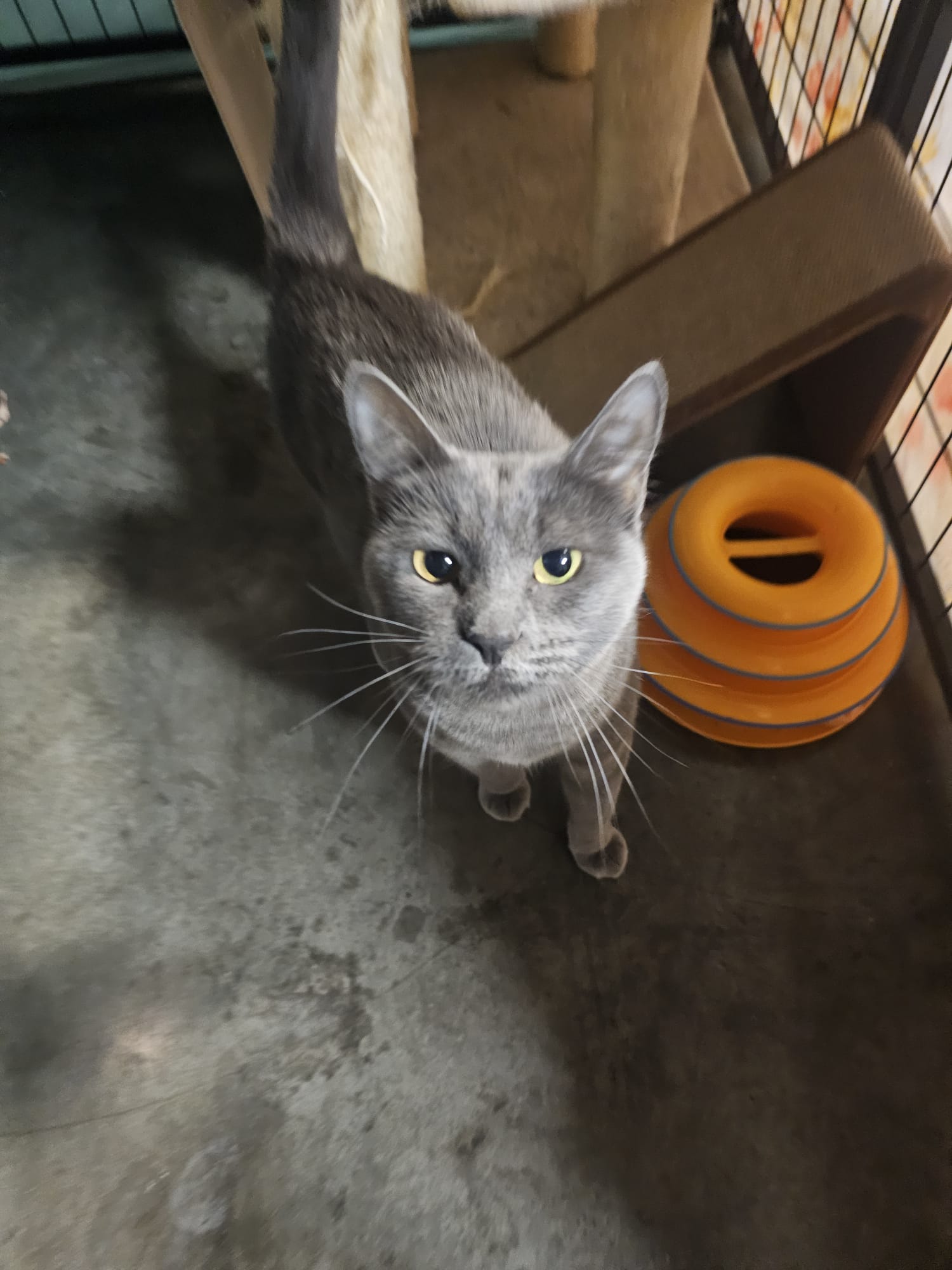 Adoptable Cats & Cattens - Chico Cat Coalition