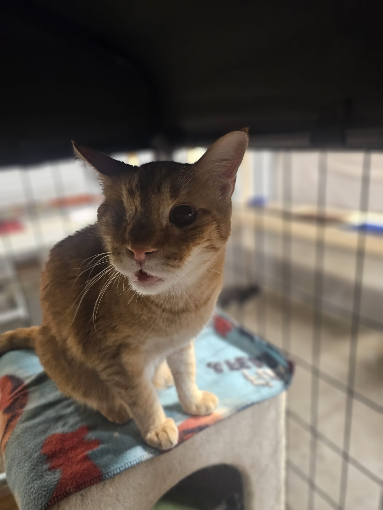 Home - Chico Cat Coalition