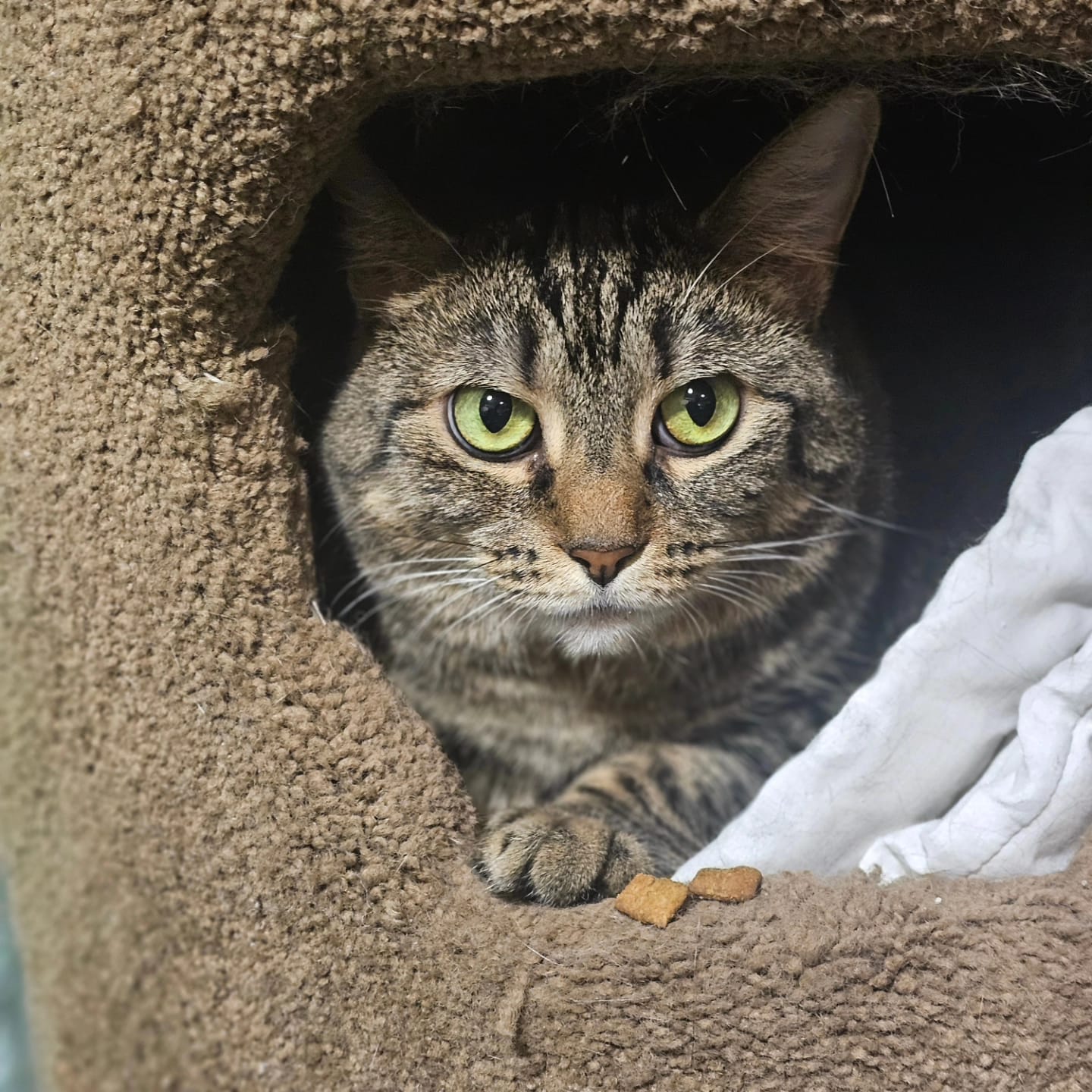 Home - Chico Cat Coalition