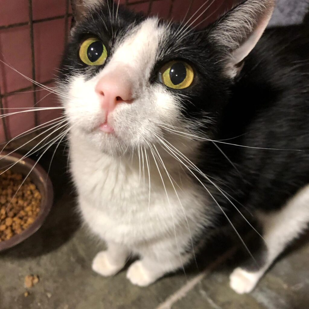 Adoption Fees - Chico Cat Coalition